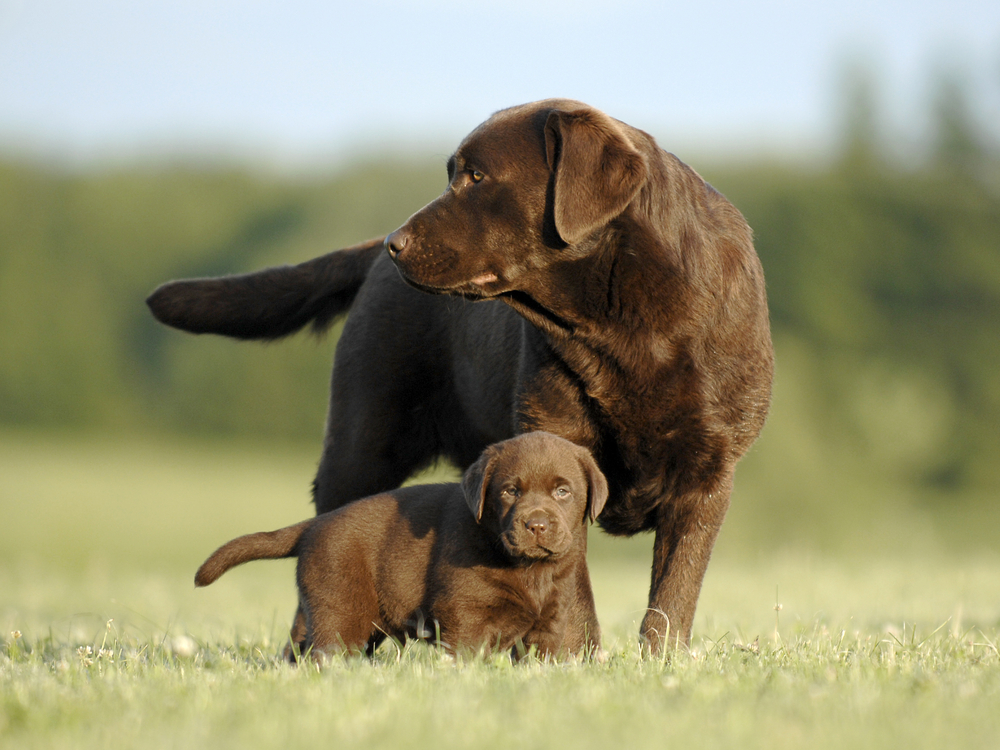 Dog Coat Colors & Patterns: A Vet-Verified Guide (With Info & Pictures ...