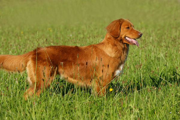Nova Scotia Duck Tolling Retriever: Info, Pictures, Temperament ...