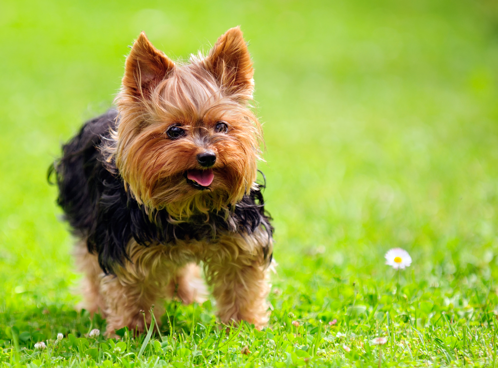 6 Types of Yorkie Dog Breeds (With Info & Pictures) — Dogster