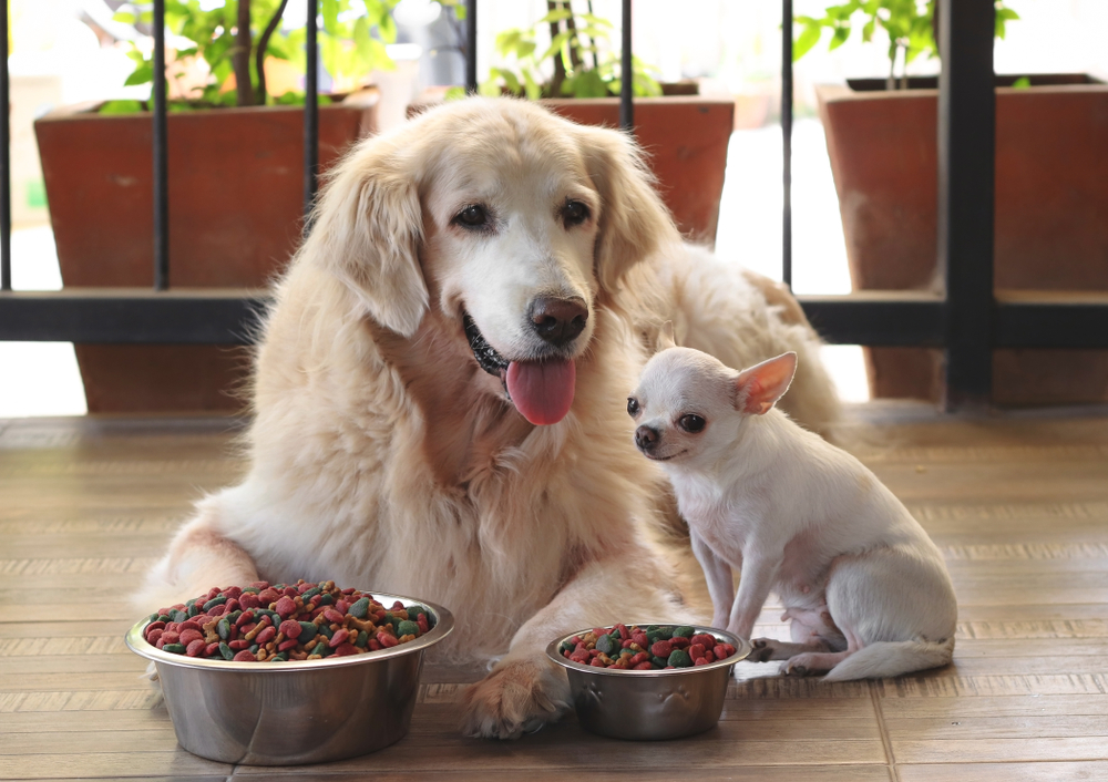 What Is Crude Protein in Dog Food? Vet-Verified Facts & Advice — Dogster
