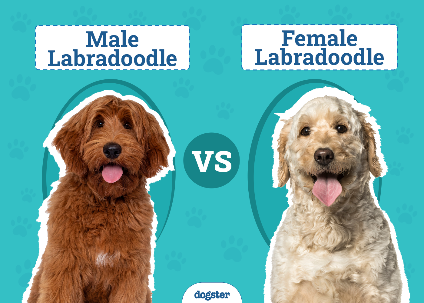 Male vs. Female Labradoodle: Differences Explained (With Pictures ...