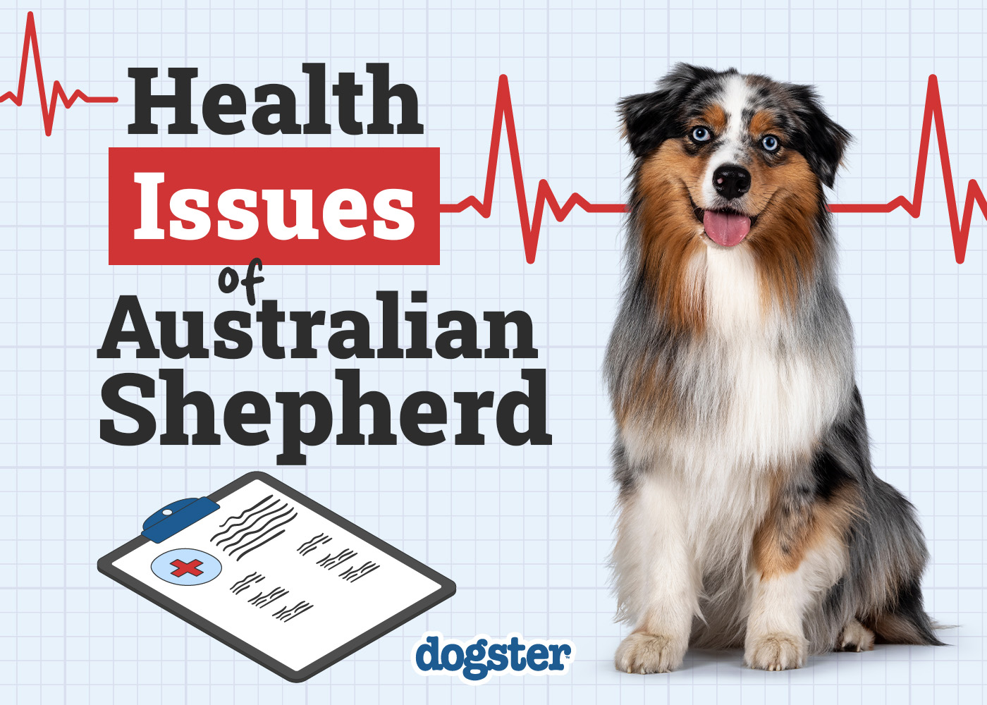 13 Australian Shepherd Health Issues to Know: Vet-Approved Signs ...