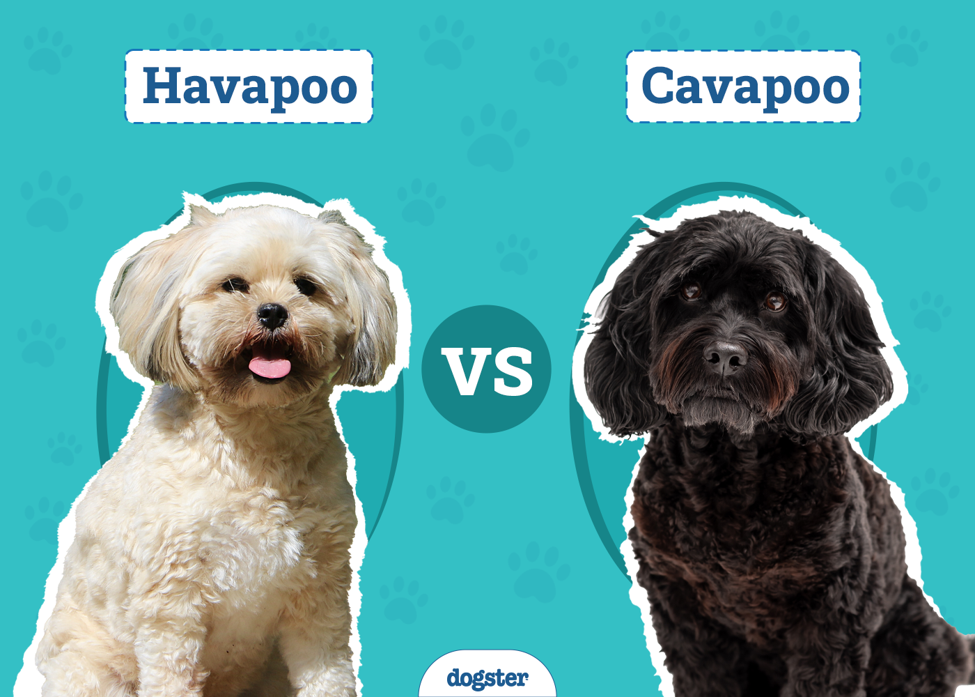 Havapoo vs. Cavapoo: Differences Explained (With Pictures) — Dogster