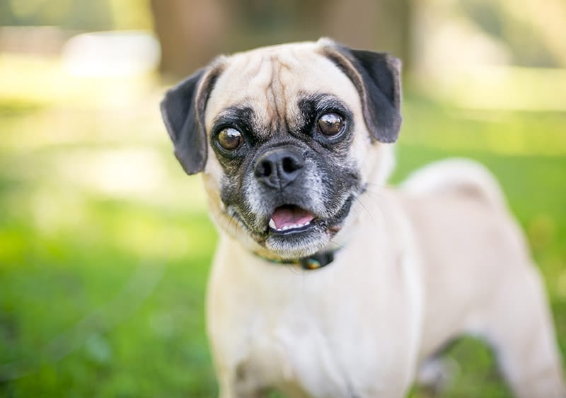 Puggle (Beagle & Pug Mix) Info, Pictures, Facts & Traits — Dogster