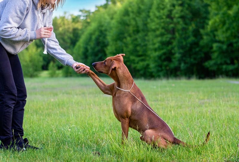 Dog Training for Beginners: 9 Vet-Approved Tips — Dogster