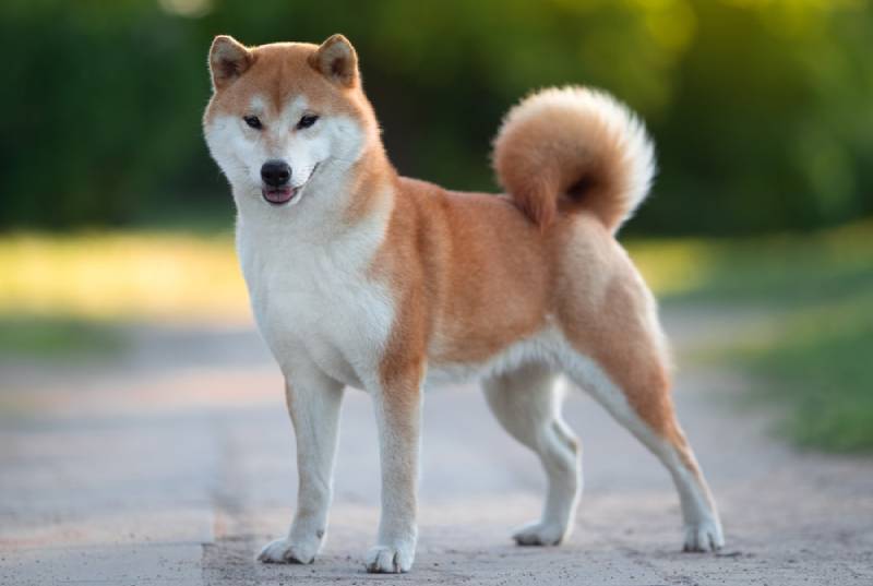 Shiba Inu Breed Info, Pictures, Traits & Care Guide — Dogster
