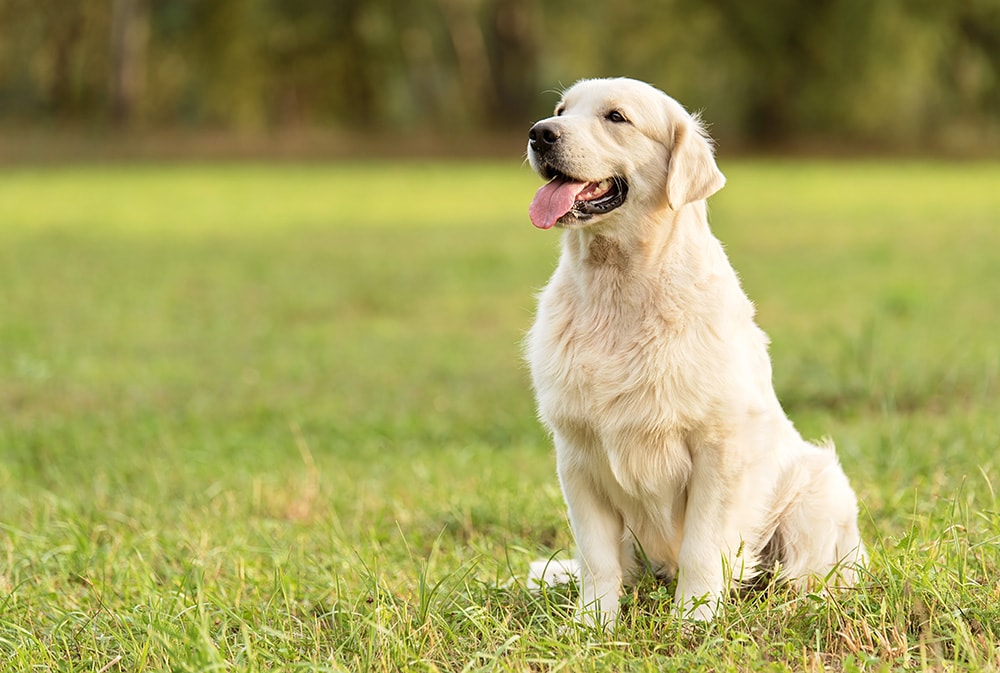 Top 20 Most Popular Dog Breeds in the UK in 2026 (With Info & Pictures ...