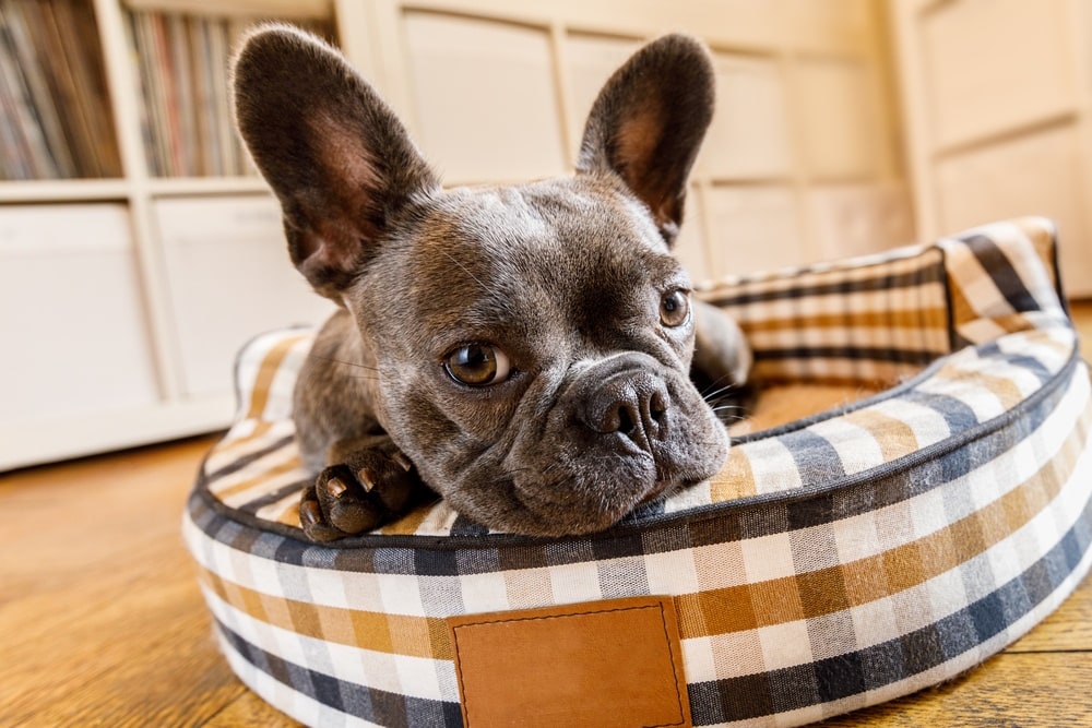 15 French Dog Breeds: Info, Pictures, Temperament & More — Dogster