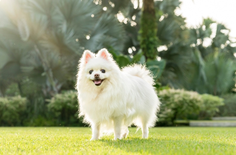 14 Small White Dog Breeds - Info, Pictures & History — Dogster
