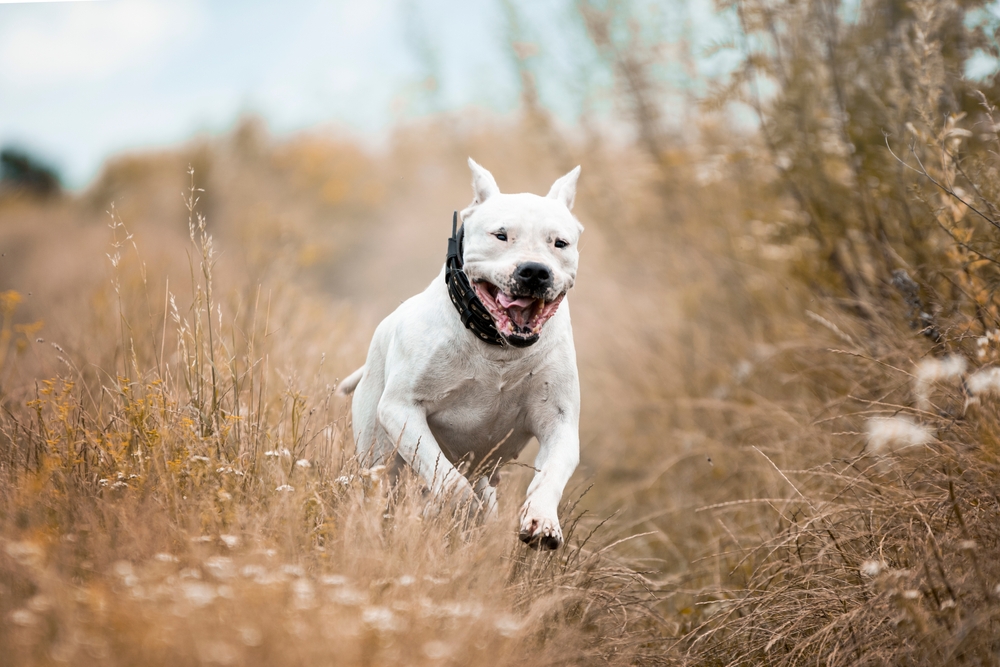National Pit Bull Awareness Day in 2026: When It Is & How to Celebrate ...