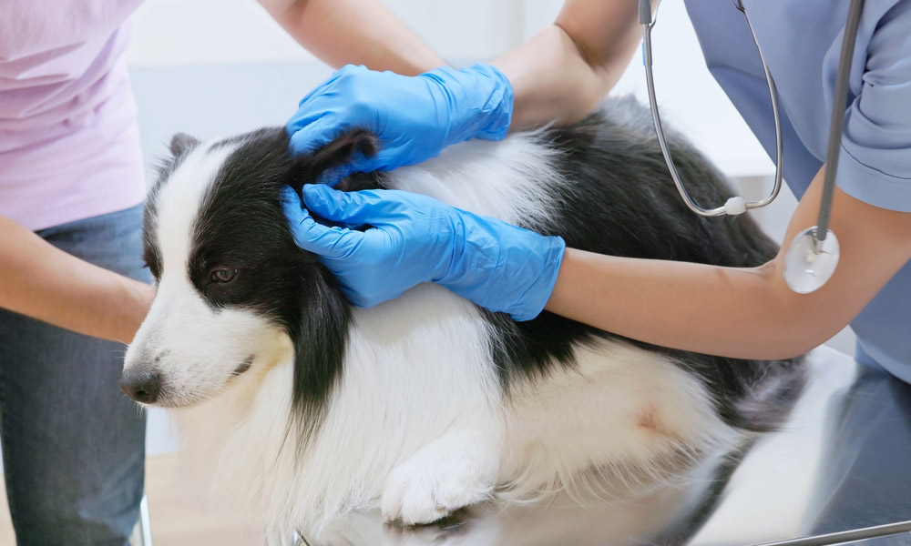 Air Pocket in a Dog’s Ear: Vet-Explained Signs, Causes, Care & FAQ ...