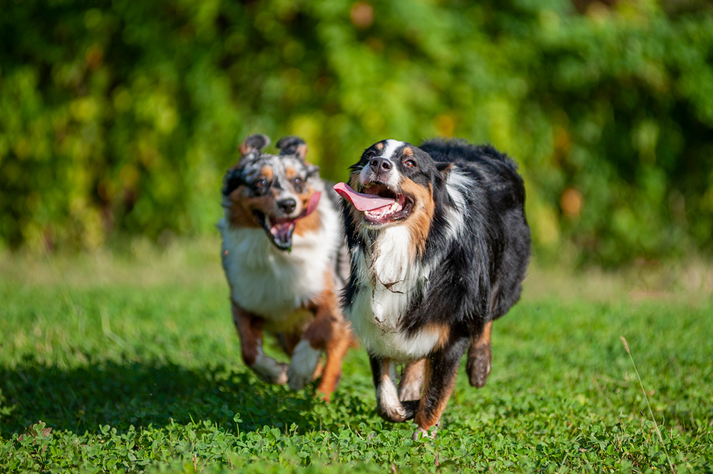 10 Best Dog-Friendly National Parks in 2026 — Dogster